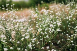 Schafgarbe Wirkung - was kann sie? Welche Heilwirkung bringt sie