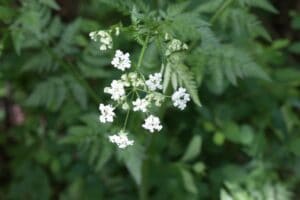 Schafgarbe Wirkung - was kann sie? Welche Heilwirkung bringt sie