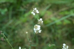 Schafgarbe Wirkung - was kann sie? Welche Heilwirkung bringt sie