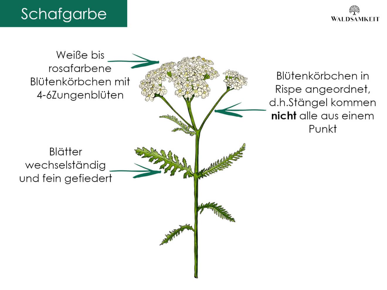 Schafgarbe Wirkung - was kann sie? Welche Heilwirkung bringt sie