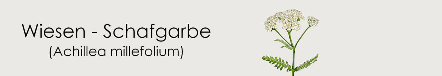 Schafgarbe Wirkung - was kann sie? Welche Heilwirkung bringt sie