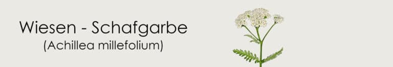 Schafgarbe Wirkung - was kann sie? Welche Heilwirkung bringt sie